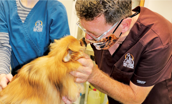 Mill Road Vet Clinic Whangarei's only vets just for pets